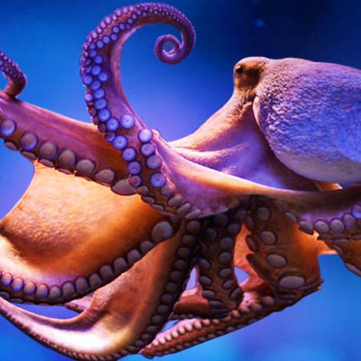 Pacific Northwest Tree Octopus Sightings